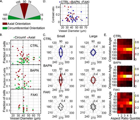 Planar Polarity Is Enhanced In Smaller Diameters A Schematic Showing