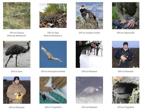 Gps Tracking For Wildlife Konnect Gps