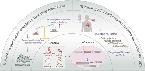 The Interplay Between Non Coding Rnas And Alternative Splicing From