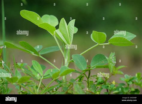 Arachis Hypogaea L Also Called Kacang Tanah Peanut Groundnut