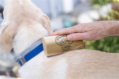 The 8 Best Dog Shedding Brushes Of 2025 Reviews By Your Best Digs