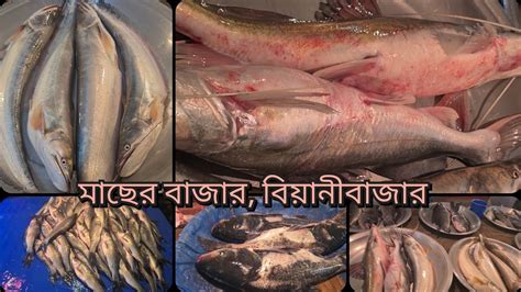 বরগ বজরর বড মছর বজর বযনবজর Daily Vlogs Cooking and Vlogs YouTube