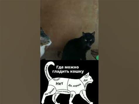 Где можно гладить котика 😺 - YouTube