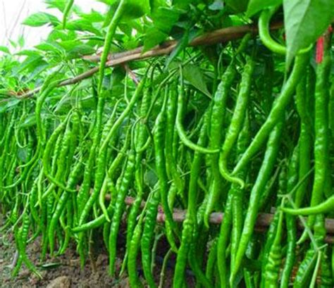Chilli Cultivation Information Guide Asia Farming