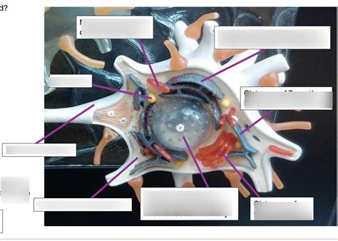 Anatomy Unit 1 Histology Cell Diagram Lab From Class Diagram Quizlet