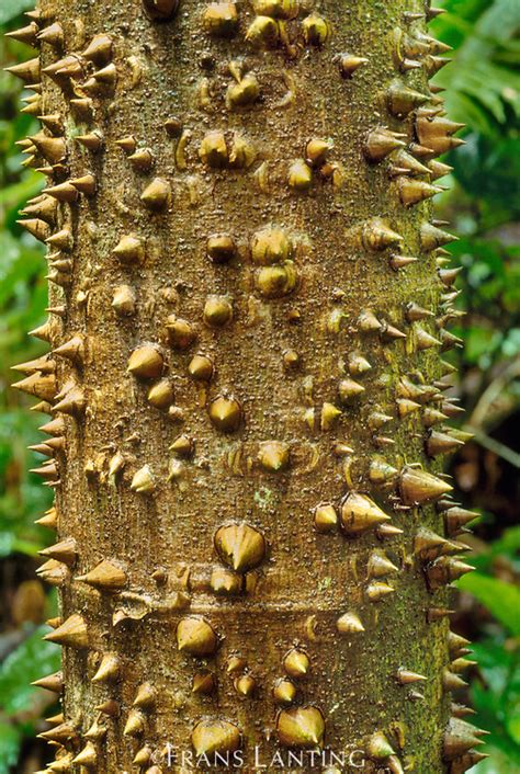 Spines Trees With Spines