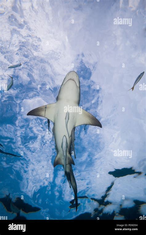 Lemon Shark Negaprion Brevirostris Underwater With Remoras West