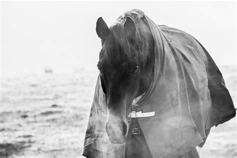 828船橋10r芍薬スプリントの馬券予想！フリオーソレジェンドも エスティーの競馬・ゲームお楽しみ広場