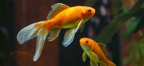 Pez Killi Especies Y Cuidados En El Acuario Acuario3web