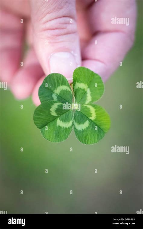 Four Leaf Clover Hi Res Stock Photography And Images Alamy