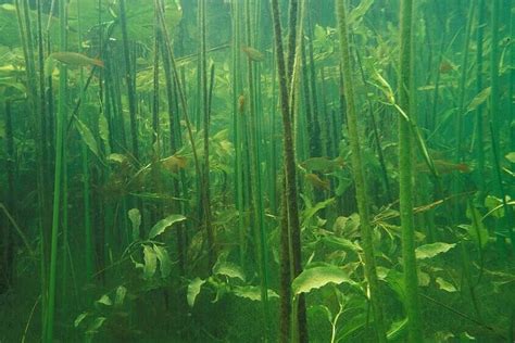 Aquatic Plants Are Essential To The Ecosystem But Need Good Management