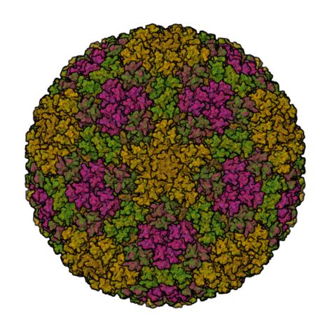 Rcsb Pdb 7rd1 The Capsid Structure Of The Chadox1 Viral Vector