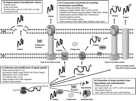Secretory Production Of Recombinant Proteins In Escherichia Coli Pdf
