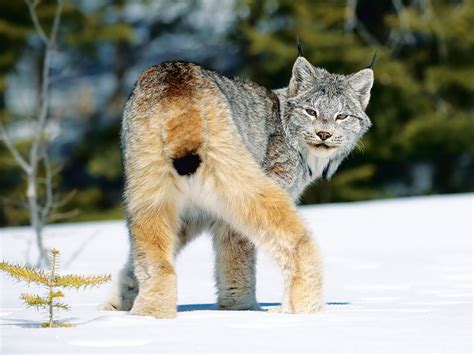 Forging A Special Bond With A Canada Lynx Our Canada
