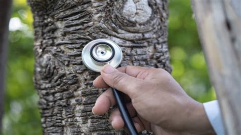 Tree Health Monitoring Early Detection Of Problems