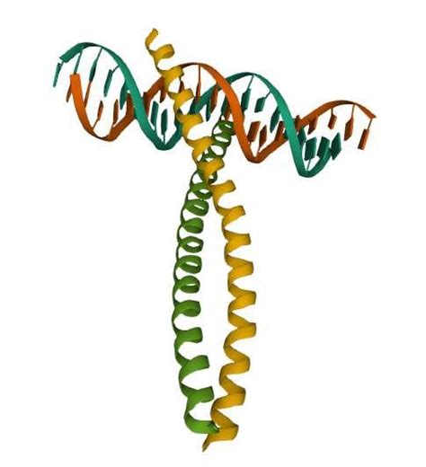 The Dna Binding Domain Of The Immediate Early Gene Fos The Name In The Download Scientific