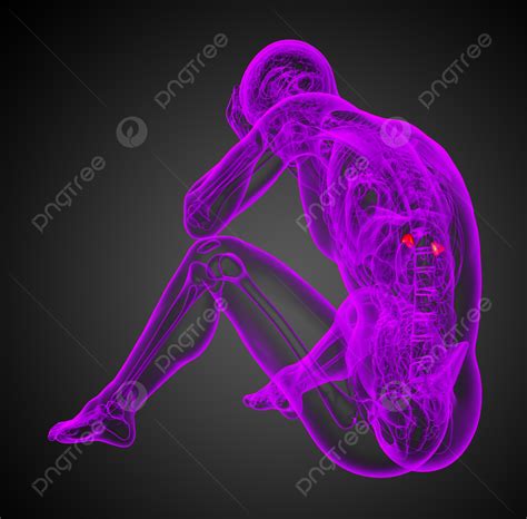 3d، أداء، تصوير، بسبب، ال التعريف، الإنسان، ظهر، Fasciculata