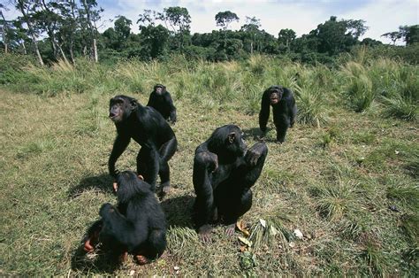 Killer Chimps Are Terrorizing Communities In Uganda As Their Habitats