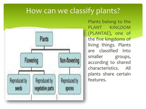 Ppt Classifying Plants And Animals Powerpoint Presentation Free