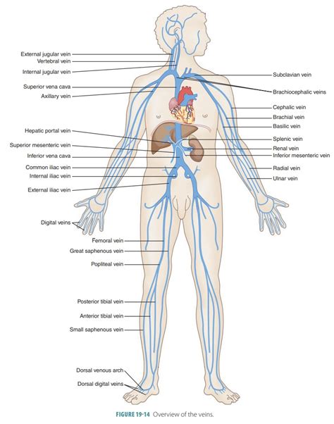 Veins And Their Branches Blood Vessel Pathways And Divisions