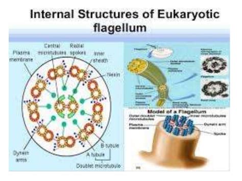 Eukaryotic Flagella And Cilia Ppt
