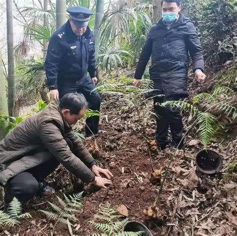 筠连破获全市首例网络销售国家保护植物案杨某某杨万洪销售
