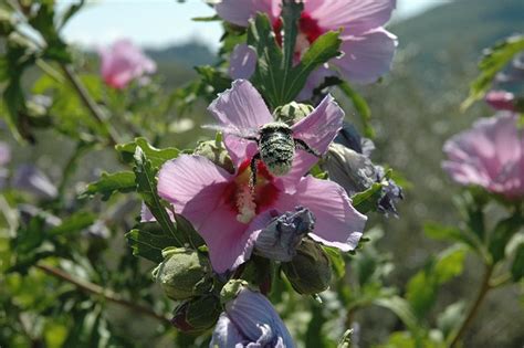 Bourdon Pollen Fertilisation Photo Gratuite Sur Pixabay Pixabay
