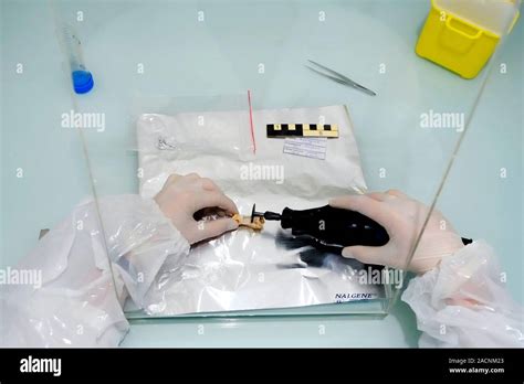 Fossil Dna Analysis Scientist Preparing A Fossilised Bone Fragment From An Extinct Deer