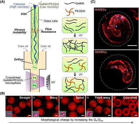 Fabrication Of Hydrogel Microspheres With Tunable Interior Morphologies Download Scientific