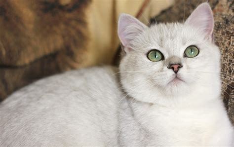 Котенок девочка британская короткошерстная британка черная