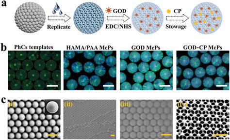 Preparation And Characterization Of Composite God‐immobilized Inverse Download Scientific
