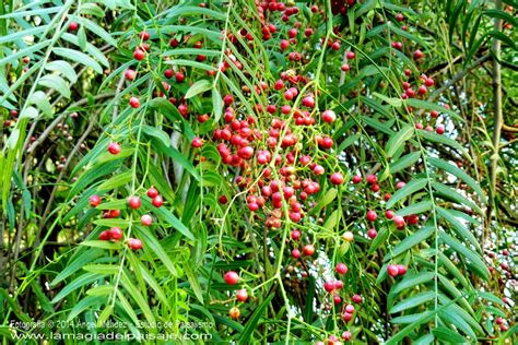 Schinus Molle Un Perenne De Contrastes