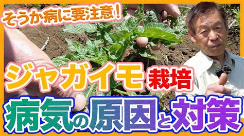 Gw Potato Cultivation