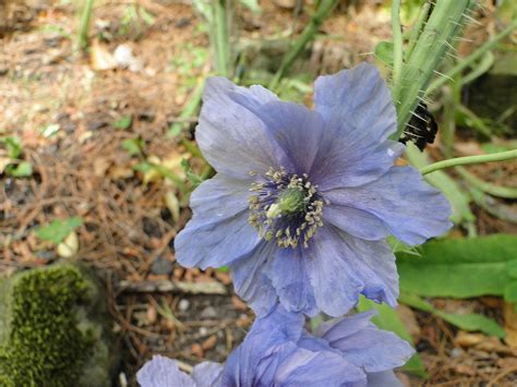 Meconopsis World A Visual Reference Meconopsis Rudis Photos In The