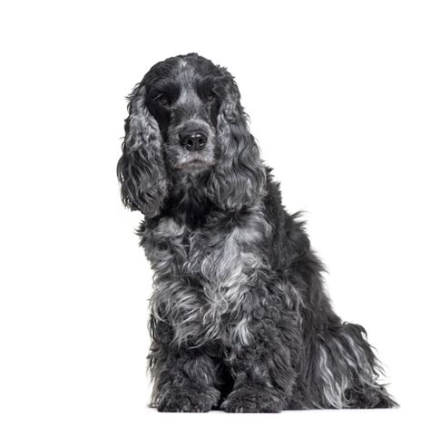 Premium Photo Cute Cocker Spaniel Dog