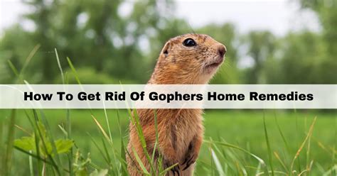how to get rid of gophers home remedies