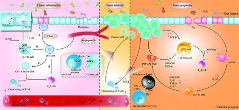 The Roles Played By γδ T Cells At Different Stages Of Colorectal Download Scientific Diagram