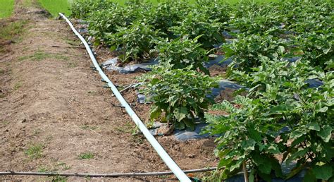 Cdfa Awards 650000 For Projects To Improve Irrigation And Nutrient