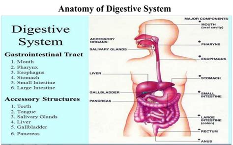 Appendicitis And Hernia Ppt
