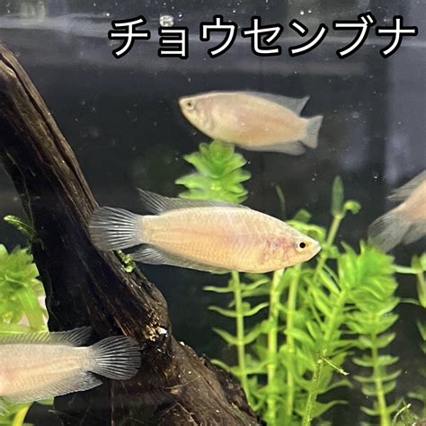 淡スイッチ TOPページ