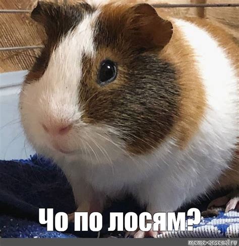 Создать мем морская свинка мальчик рыже бело коричневые морские