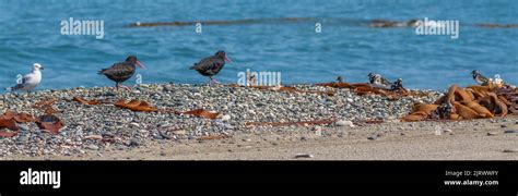Variable Oystercatchers Haematopus Unicolor And Seagull On Shore With Sea In Background Stock