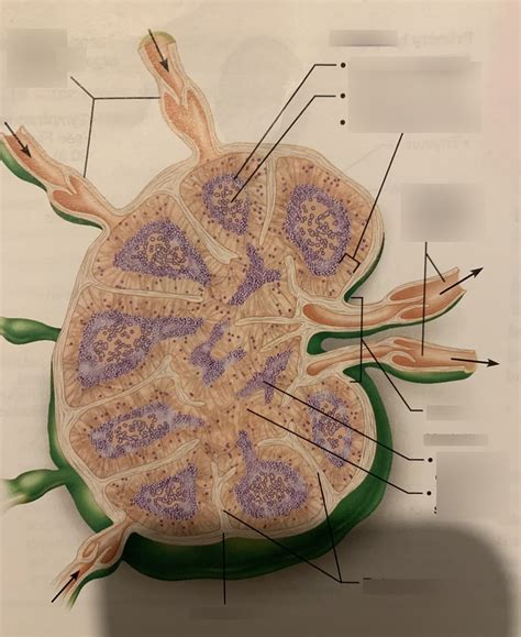 Lymph Node Diagram Diagram Quizlet