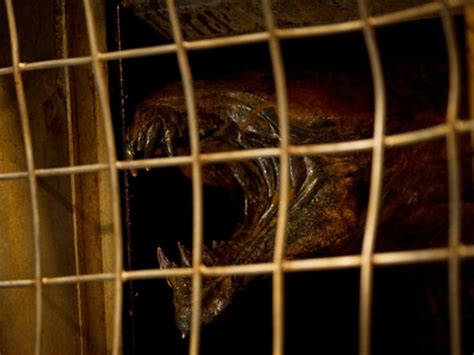 Riddick Movie Review Hollywood Film Vin Diesel Karl Urban David Twohy Filmibeat