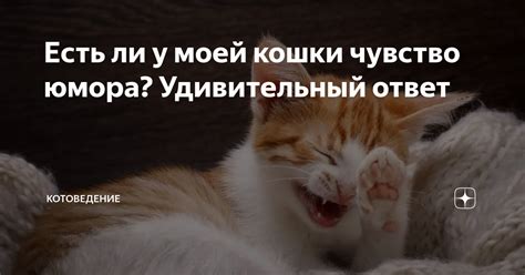 Есть ли у моей кошки чувство юмора Удивительный ответ КотоВедение Дзен
