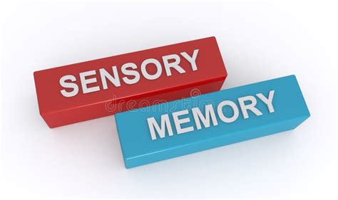 Sensory Memory Word Block On White Stock Illustration Illustration Of Sensory Memory Word Block On White Stock Illustration Illustration Of