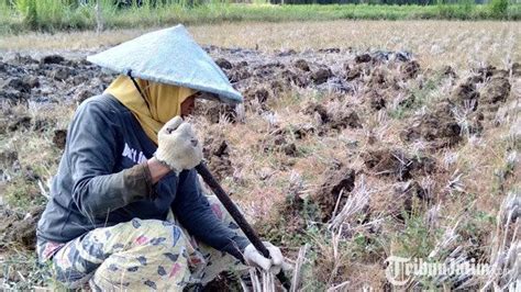 Kekeringan Di Kabupaten Sampang Tak Kunjung Usai BPBD Hentikan Sementara Pasokan Air Bersih