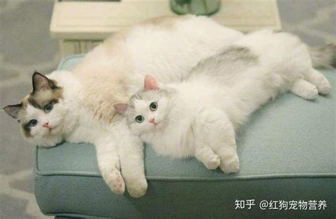 猫咪毛球症 知乎