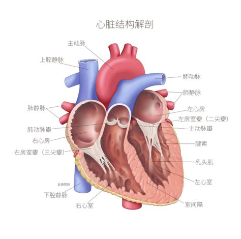 心脏结构解剖 医学插画