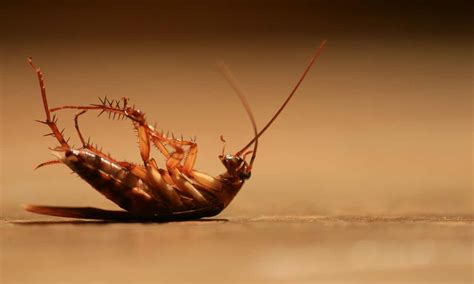 Why Cockroach Exist